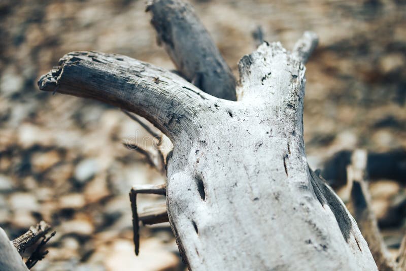 Old Fallen Tree Snag on Coast of River in Early Spring Stock Photo ...