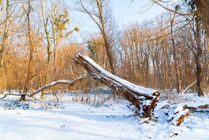 Old Fallen Tree in Snowy Winter Forest. Nature Under Snow Stock Image ...