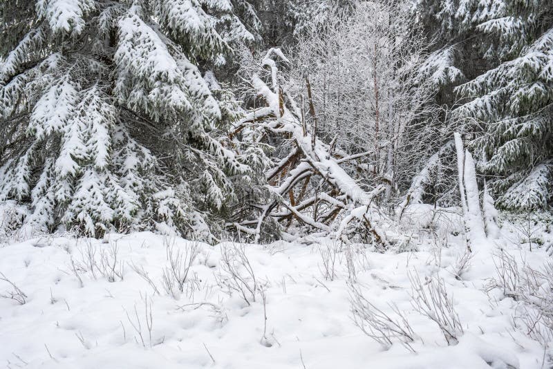 Old Fallen Tree in a Snowy Woodland Stock Photo - Image of woodland ...