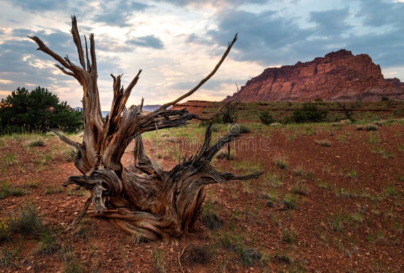 Old Fallen Tree Trunk in the Dry Valley Stock Photo - Image of valley ...