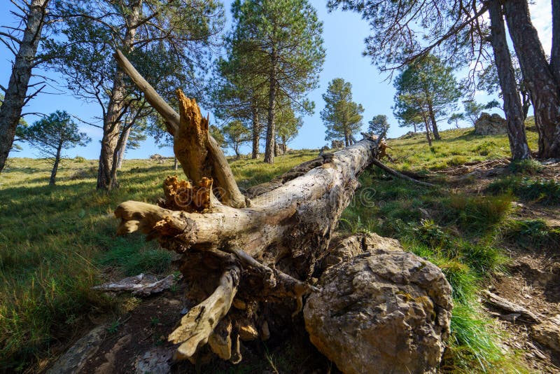 Old Fallen Tree Trunk in a Forest Stock Photo - Image of wood, tree ...