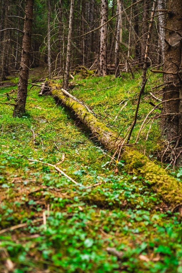 Old Fallen Tree Trunk Rotting on the Forest Floor Overgrown with Moss ...