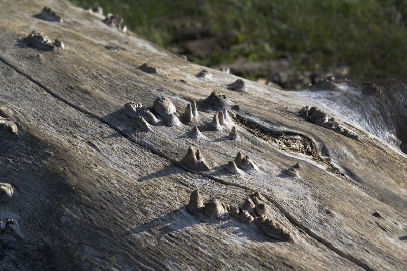 Old Fallen Tree Trunk with Stalagmite Type Wooden Shapes Stock Image ...