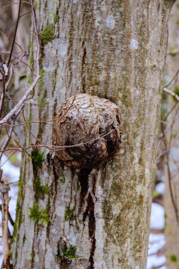 Old Fallen Tree Trunk Stomp in Wild Forest Stock Image - Image of ...