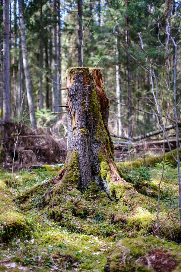 Old Fallen Tree Trunk Stomp in Wild Forest Stock Image - Image of ...