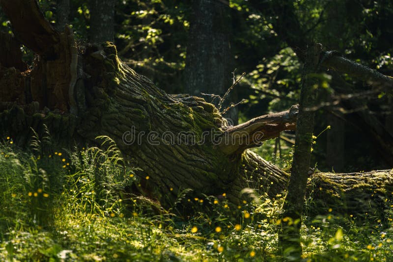 Fallen Tree Trunk Lush Green Moss Sunlit Forest Stock Photos - Free ...