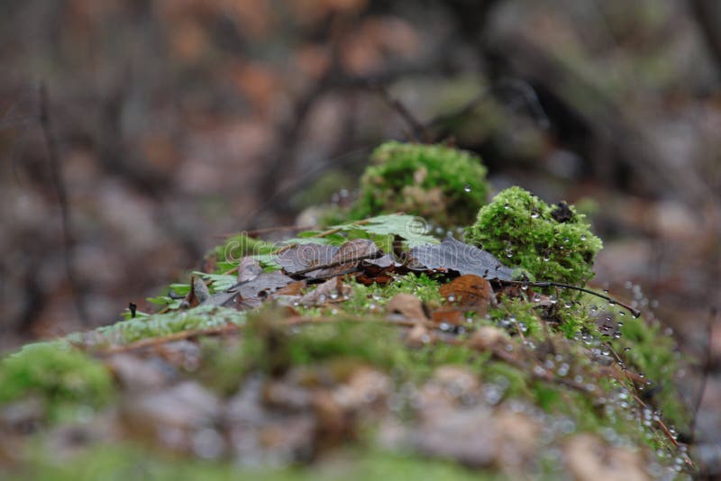 Old Fallen Tree Trunks Covered with Green Moss and Mushrooms. Dew ...