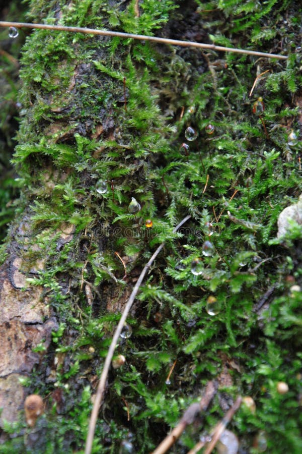 Old Fallen Tree Trunks Covered with Green Moss and Mushrooms. Dew ...