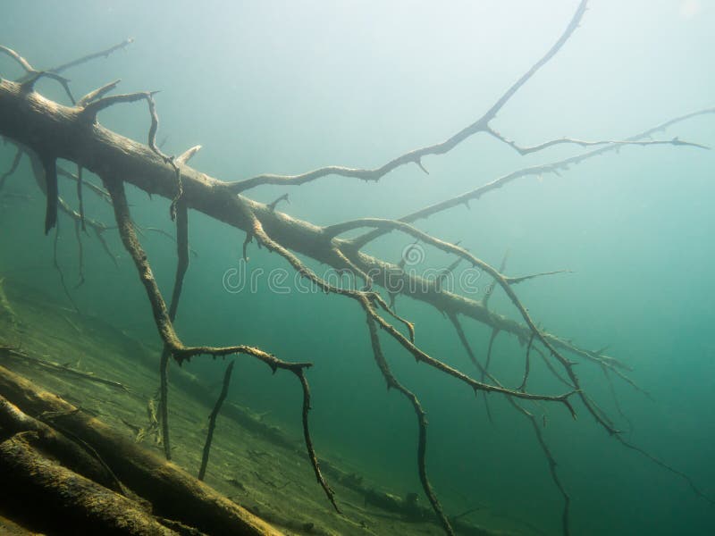 Old fallen tree underwater stock photo. Image of underwater - 161258974