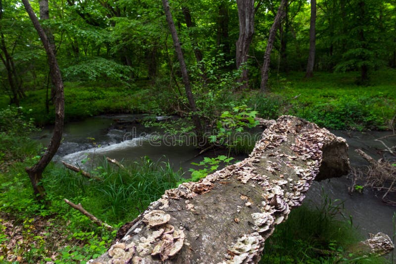 Old fallen tree stock image. Image of summer, tree, river - 92435025