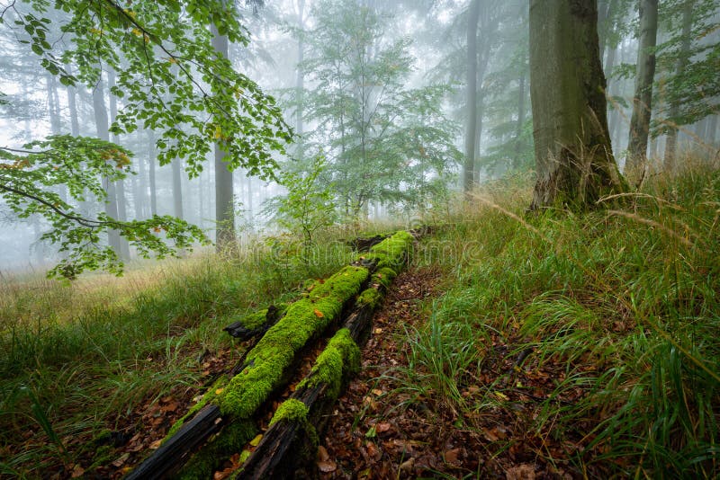 Moss scene and lichens stock image. Image of brown, flora - 101558323