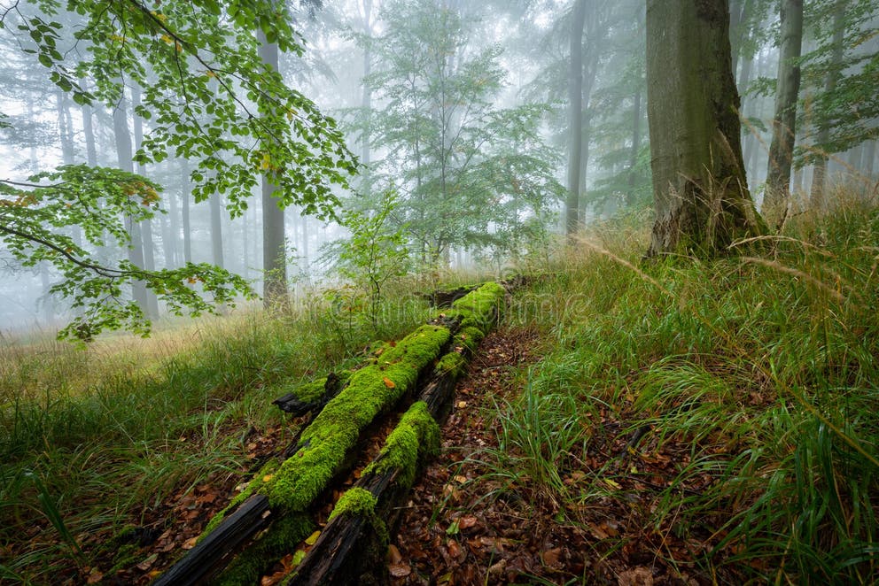 Old Fallen Tree Trunk, Covered with Green Moss. Stock Photo - Image of ...
