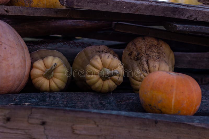 Old Farm in the Fall with Pumpkins Stock Image - Image of countryside ...