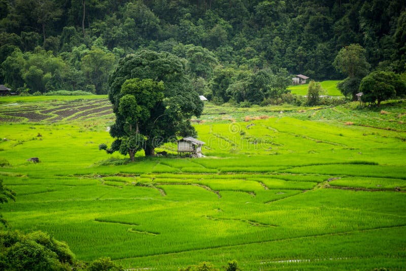 Old Farm House in the Middle of Green Rice Paddy in the Middle O Stock ...
