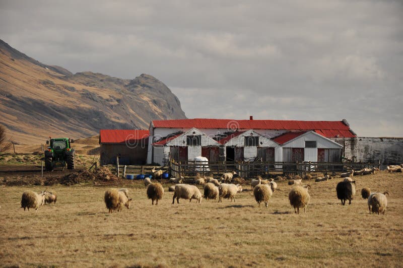 Old Farm and Many Sheep, Iceland Stock Image - Image of travel, iceland ...