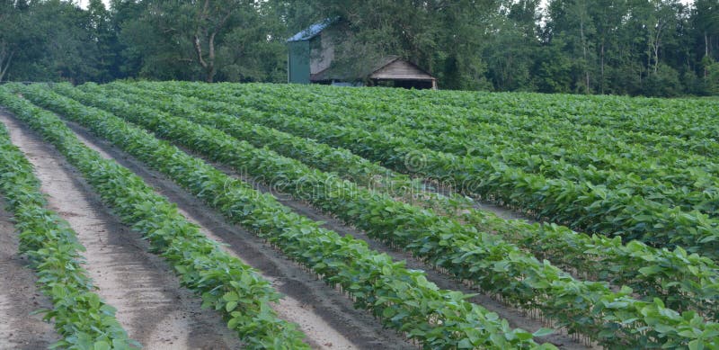 North Carolina Crops Pictures Stock Photos - Free & Royalty-Free Stock ...