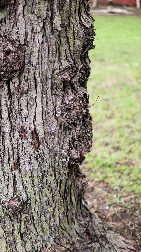 Old Farm Tree stock image. Image of background, surface - 146137709