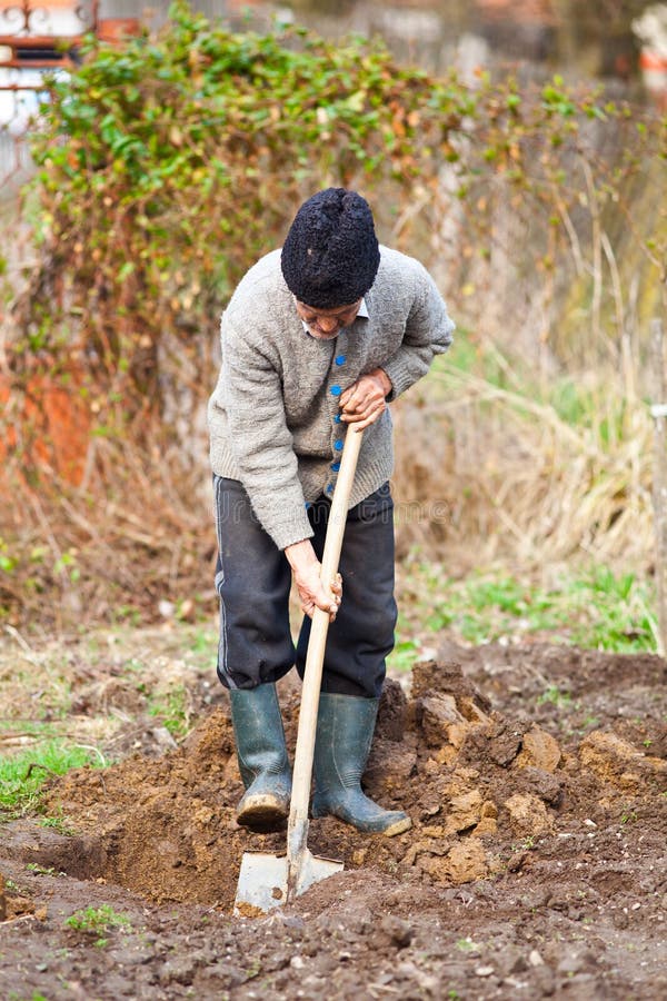 Old Farmer Digging in the Garden Stock Photo - Image of lawn ...
