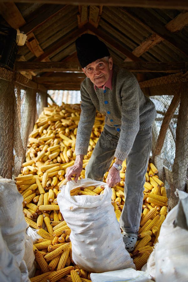 Old Farmer His Maize Barn Stock Photos - Free & Royalty-Free Stock ...