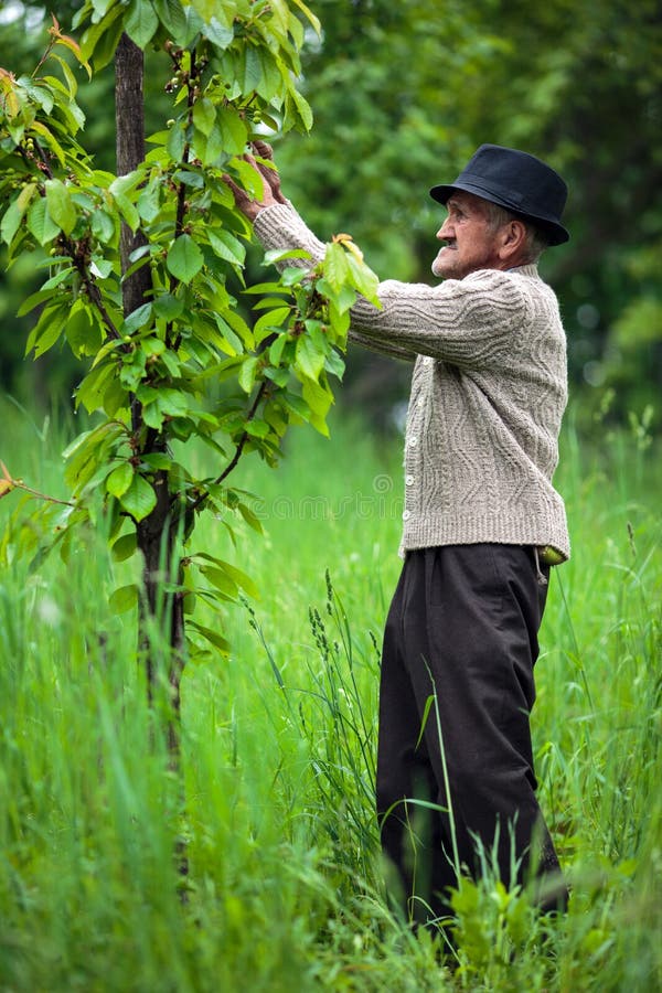 Old farmer in his orchard stock photo. Image of agriculture - 71164028