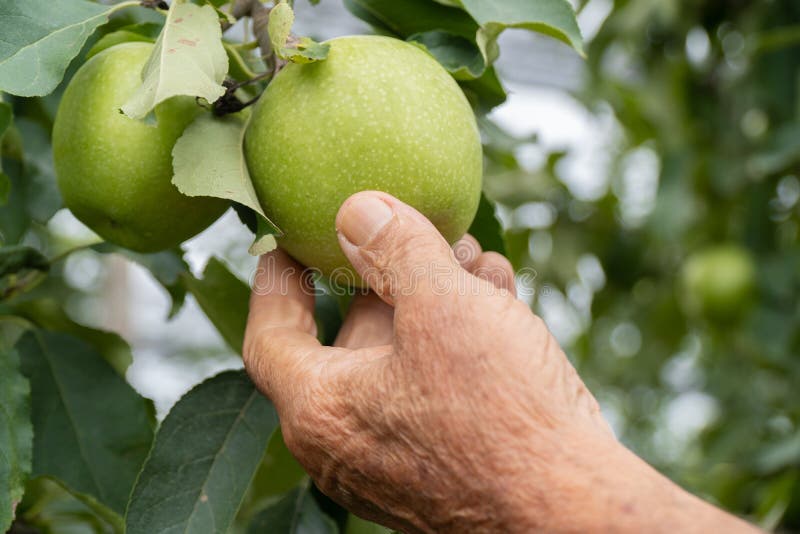 Old Farmer Picks an Apple from His Crop. Apple Season. Horizontal Stock ...