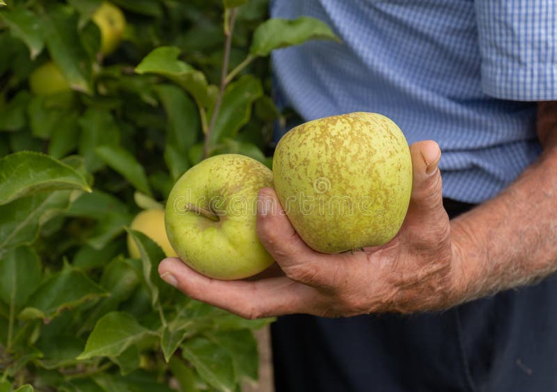 Old Farmer Shows Two Apples from His Crop. Organic Fruit Stock Photo ...