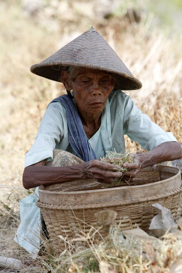 Old farmer editorial stock image. Image of rice, women - 43764349
