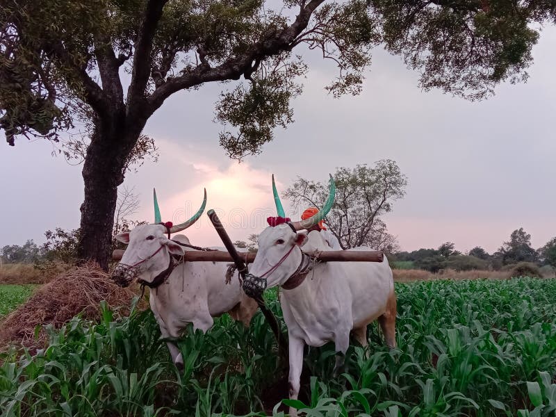 Old Farming in India. stock image. Image of wallpaper - 304027347