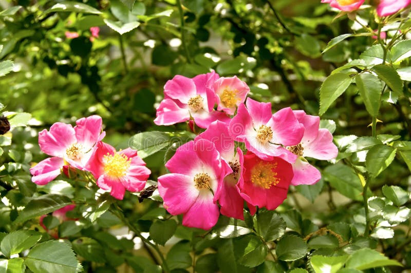 Old Fashion Roses stock photo. Image of pink, lust, single - 6901590