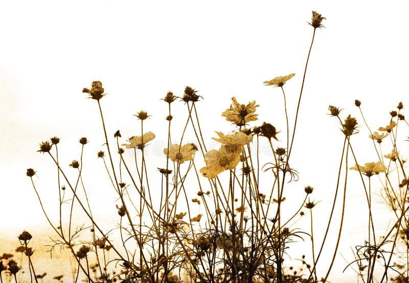 Old-fashioned flower stock photo. Image of effect, background - 3081656