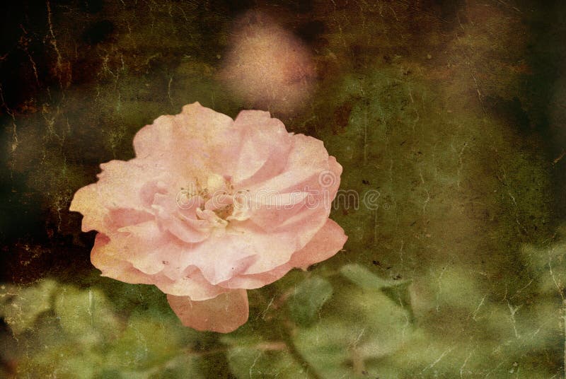 Old-fashioned flower stock illustration. Illustration of beautiful ...