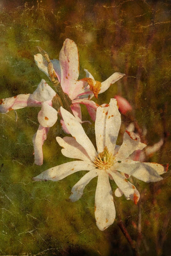 Old-fashioned flower stock illustration. Illustration of grime - 3367094