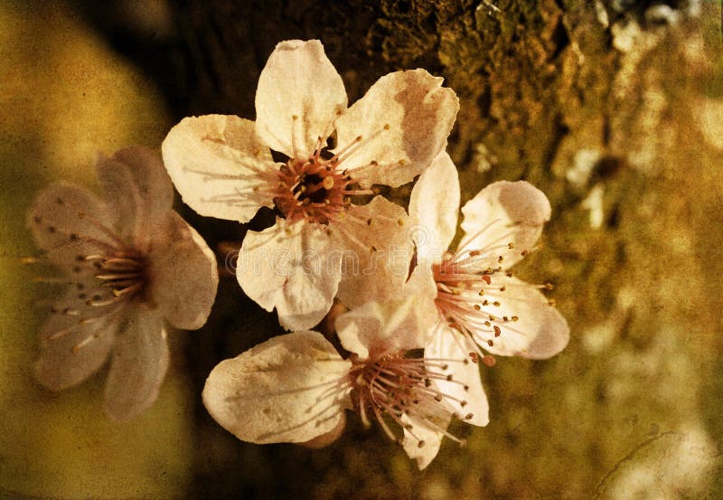 Old-fashioned flower stock illustration. Illustration of flower - 3778489