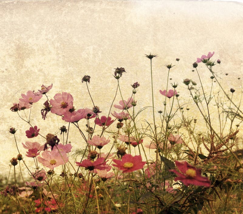 Old-fashioned flower stock photo. Image of farming, grungy - 6524166