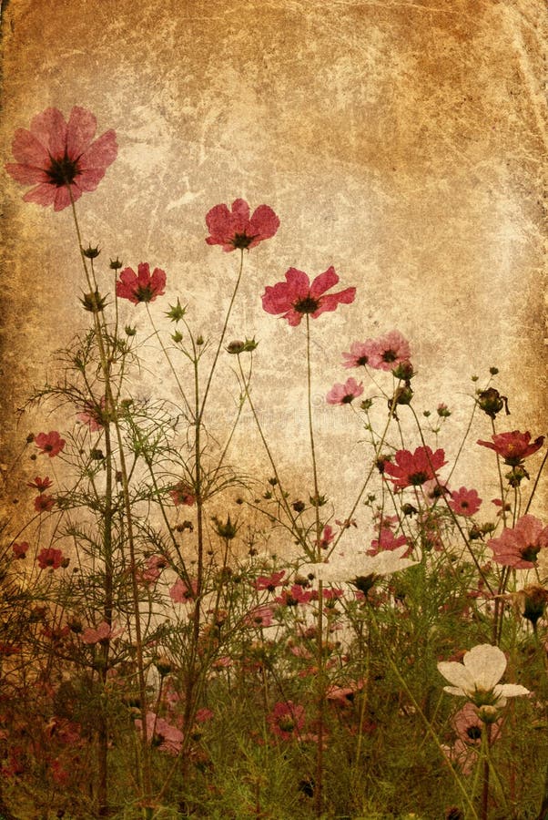 Old-fashioned flower stock image. Image of mottled, rotting - 5889923