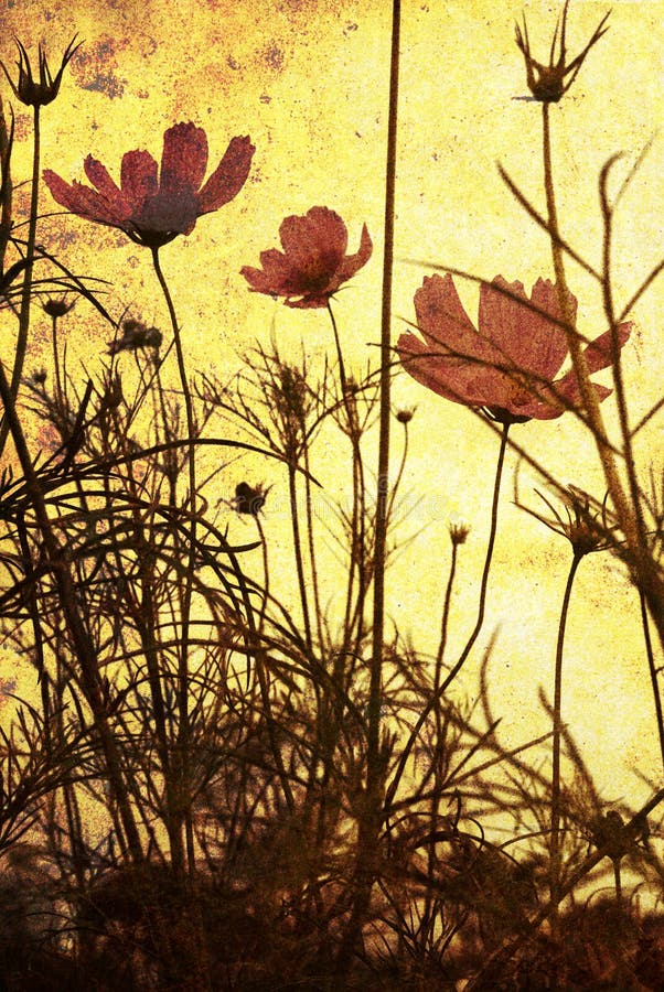 Old-fashioned flower stock image. Image of mottled, rotting - 5889923