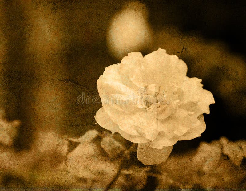 Old-fashioned flower stock image. Image of faded, decay - 4360131