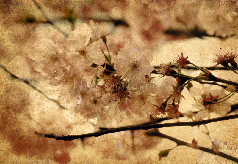 Old-fashioned flower stock image. Image of mottled, rotting - 5889923