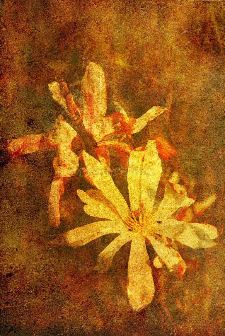 541 Flower Alpha Channel Stock Photos - Free & Royalty-Free Stock ...