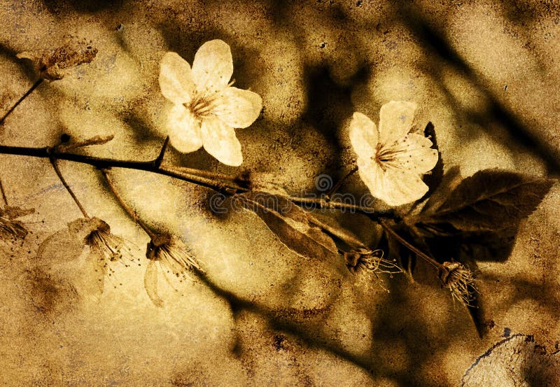Old-fashioned flower stock image. Image of mottled, rotting - 5889923