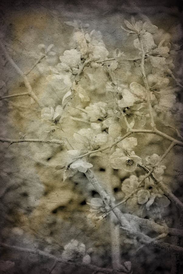 Old-fashioned flower stock image. Image of mottled, rotting - 5889923