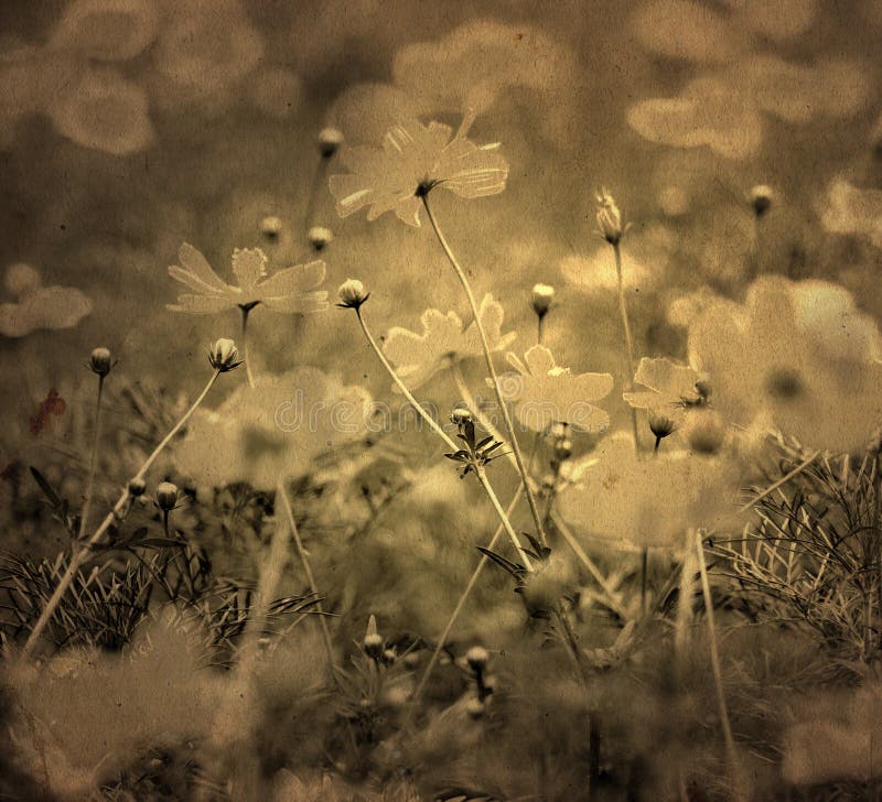 Old-fashioned flower stock image. Image of mottled, rotting - 5889923