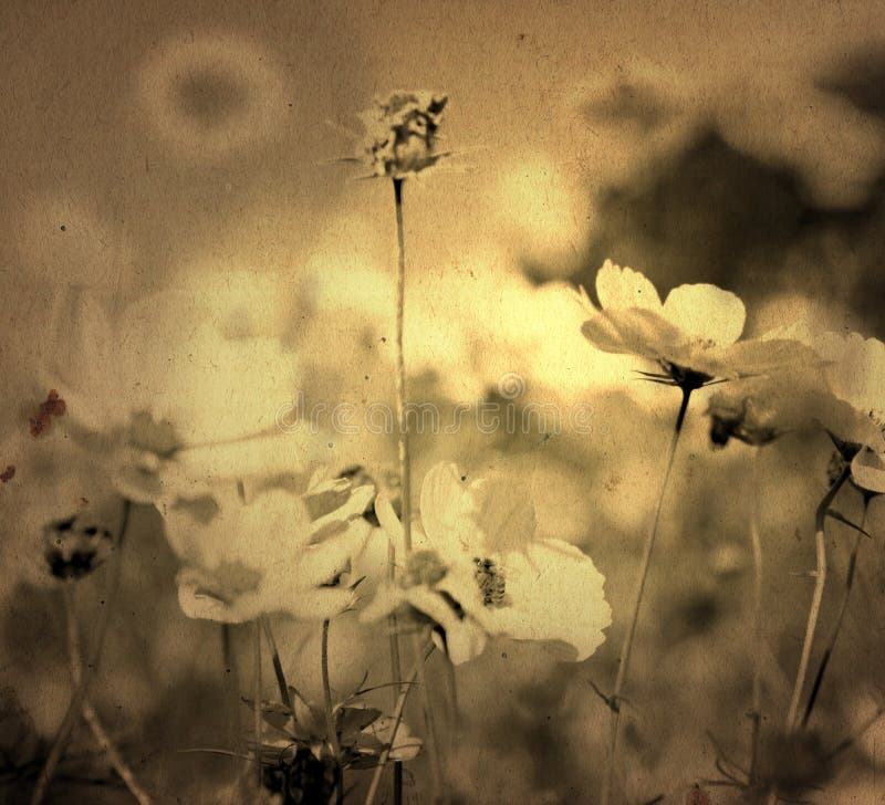 Old-fashioned flower stock image. Image of mottled, rotting - 5889923