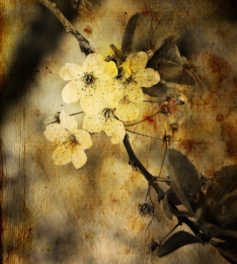 Old-fashioned flower stock image. Image of mottled, rotting - 5889923