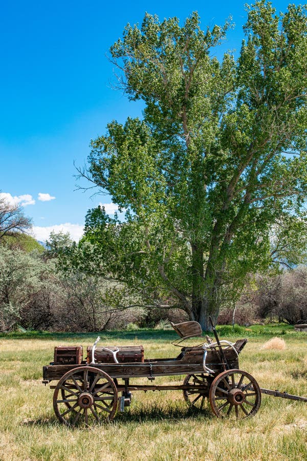 Buckboard and Tall Tree stock photo. Image of wooden - 316032194