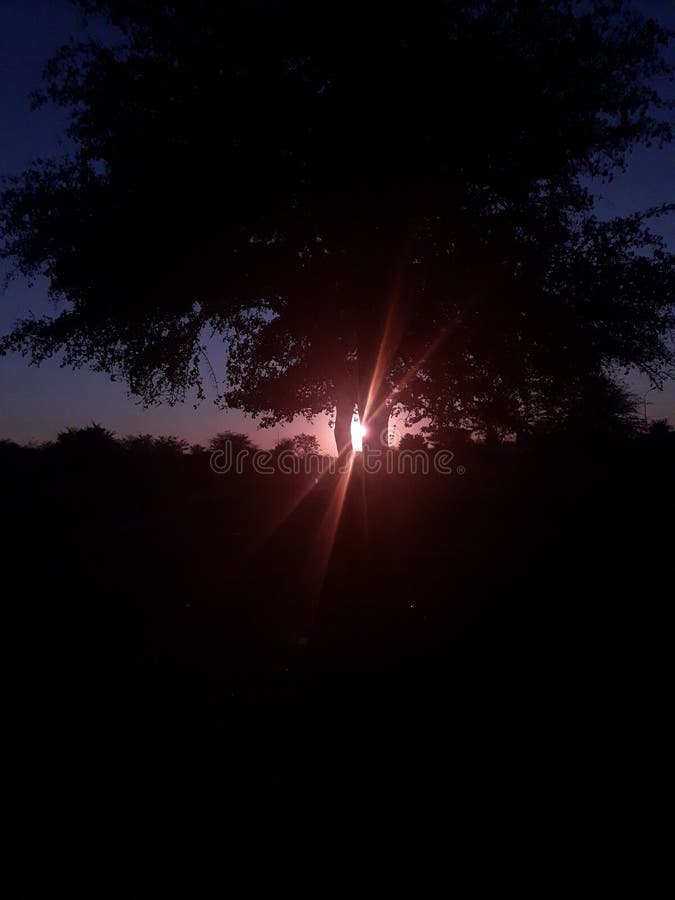 Mophane Tree Stock Photos - Free & Royalty-Free Stock Photos from ...