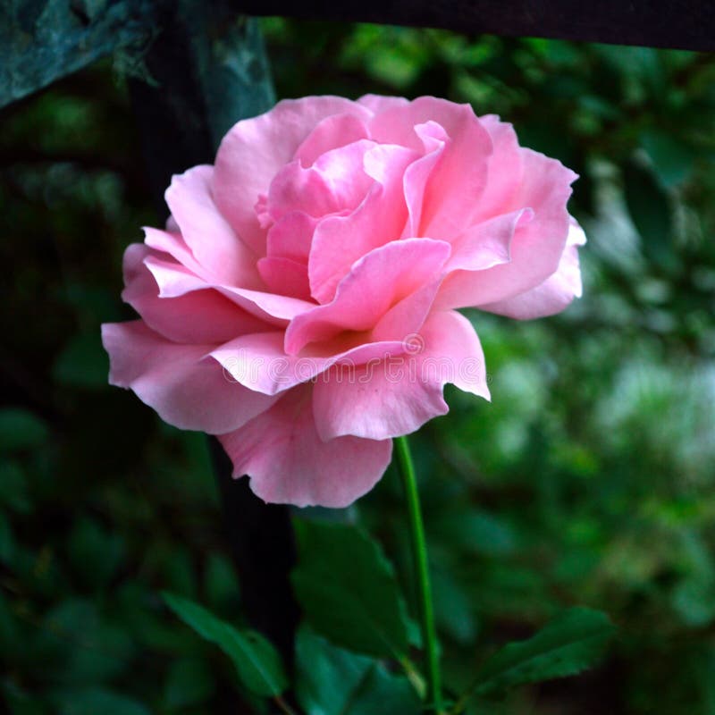 Old-fashioned Pink Rose Square Format Stock Image - Image of pink ...