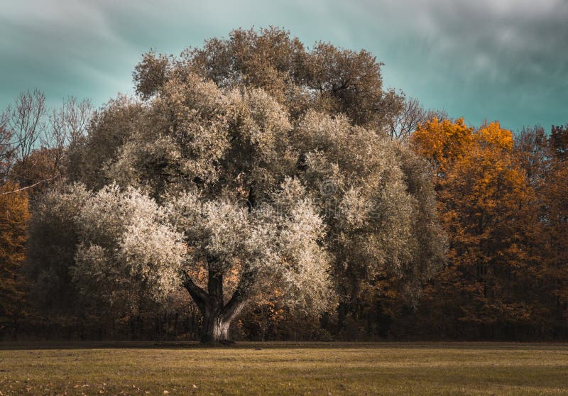 An Old Fashioned Tree that is in the Middle of Nowhere Stock Photo ...