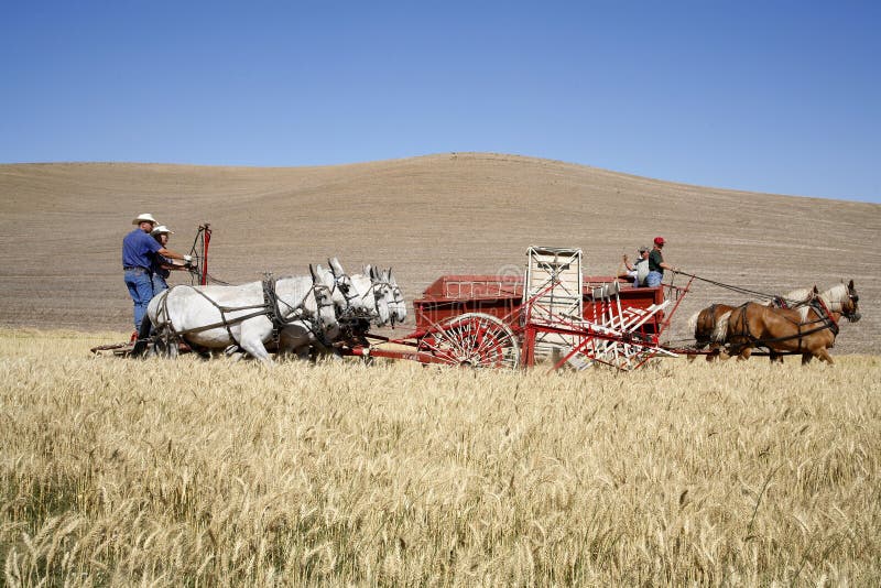 Old fashioned harvesting. editorial stock image. Image of farmland ...