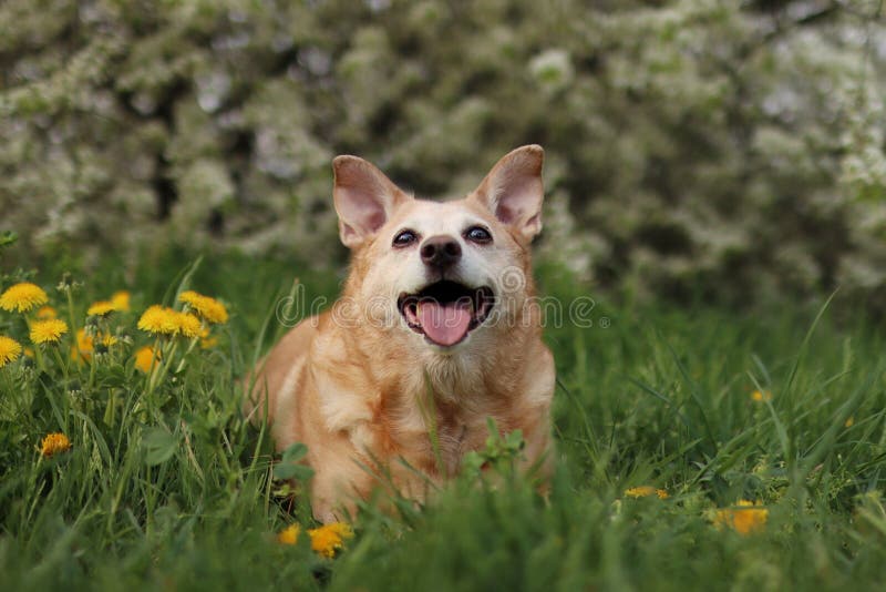 Old Fat Dog Blooming Meadow Stock Photos - Free & Royalty-Free Stock ...